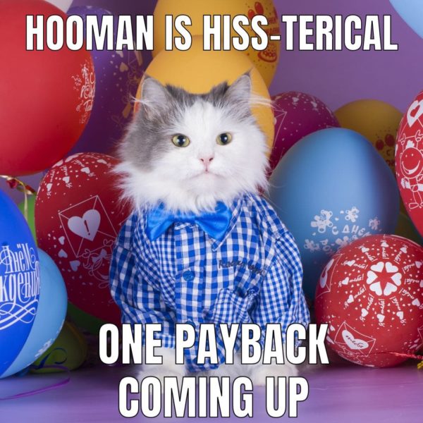 42 Best Cat Birthday Memes for Feline Festivities - Great Pet Living