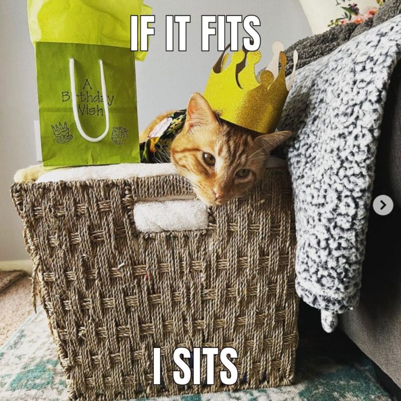 42 Best Cat Birthday Memes for Feline Festivities - Great Pet Living