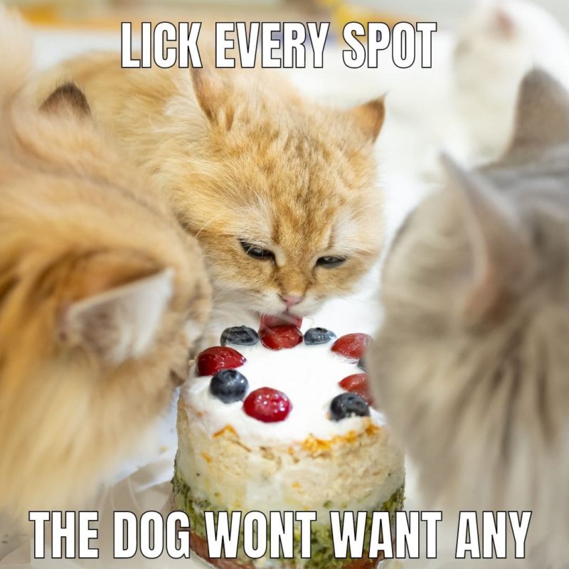 42 Best Cat Birthday Memes for Feline Festivities - Great Pet Living