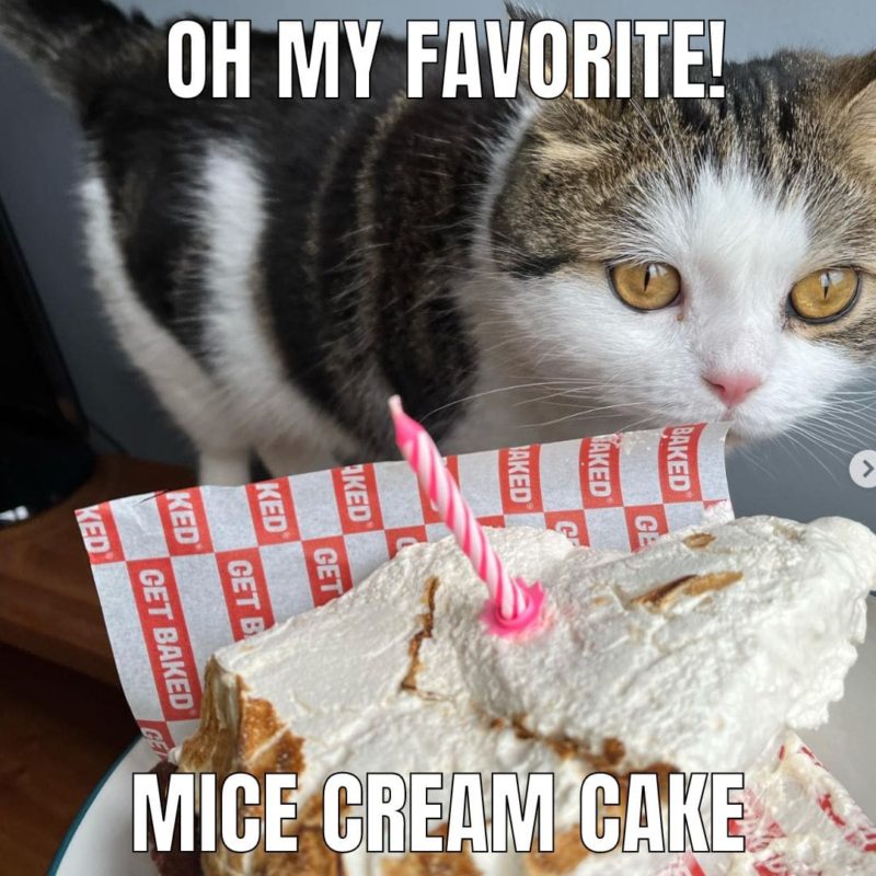 42 Best Cat Birthday Memes for Feline Festivities - Great Pet Living