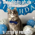 42 Best Cat Birthday Memes for Feline Festivities - Great Pet Living