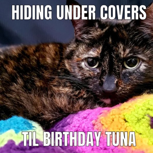 42 Best Cat Birthday Memes for Feline Festivities - Great Pet Living
