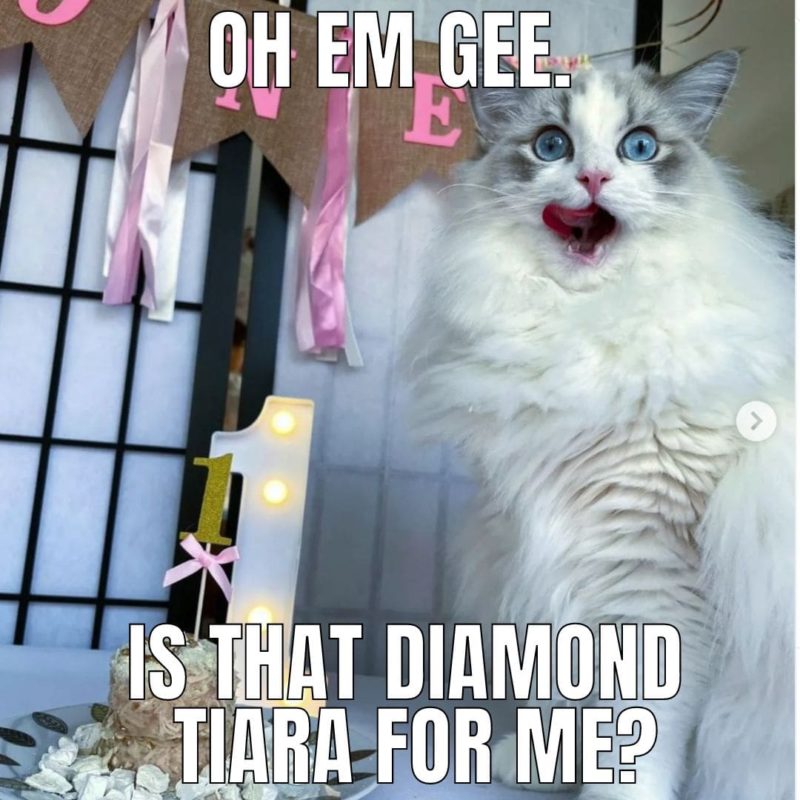 42 Best Cat Birthday Memes for Feline Festivities - Great Pet Living