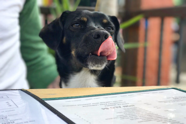 9 Popular Restaurant Chains That Are Dog Friendly - Great Pet Living