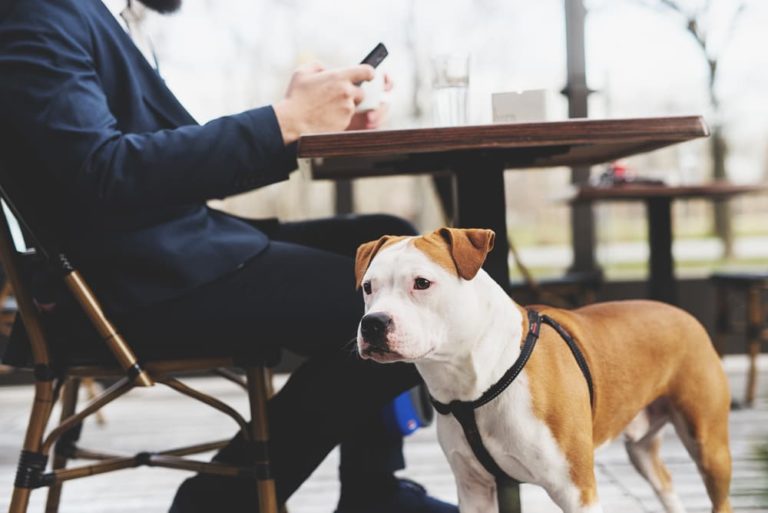 9 Popular Restaurant Chains That Are Dog Friendly - Great Pet Living