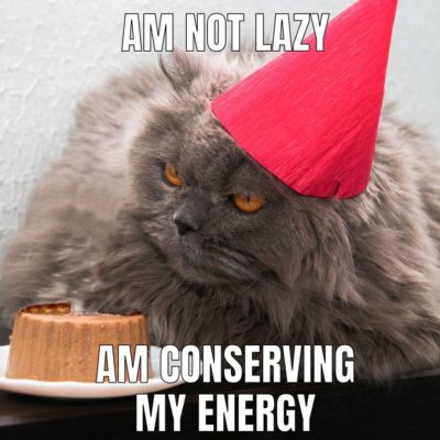 42 Best Cat Birthday Memes for Feline Festivities - Great Pet Living