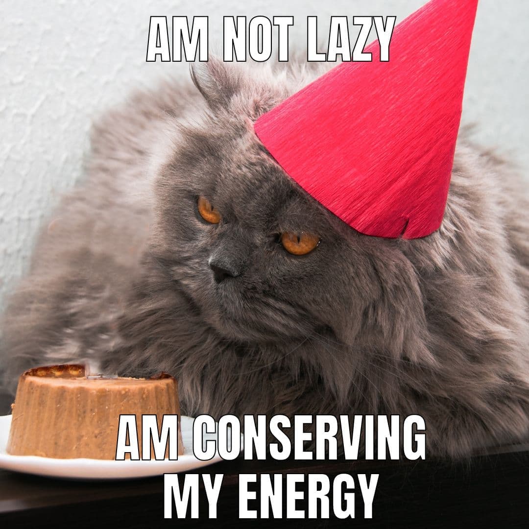 42 Best Cat Birthday Memes for Feline Festivities - Great Pet Living