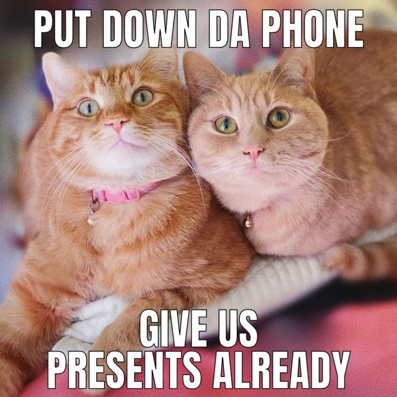 42 Best Cat Birthday Memes for Feline Festivities - Great Pet Living