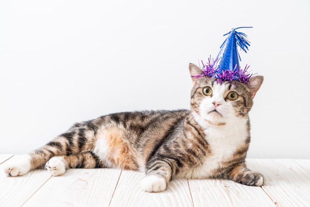 42 Best Cat Birthday Memes for Feline Festivities - Great Pet Living