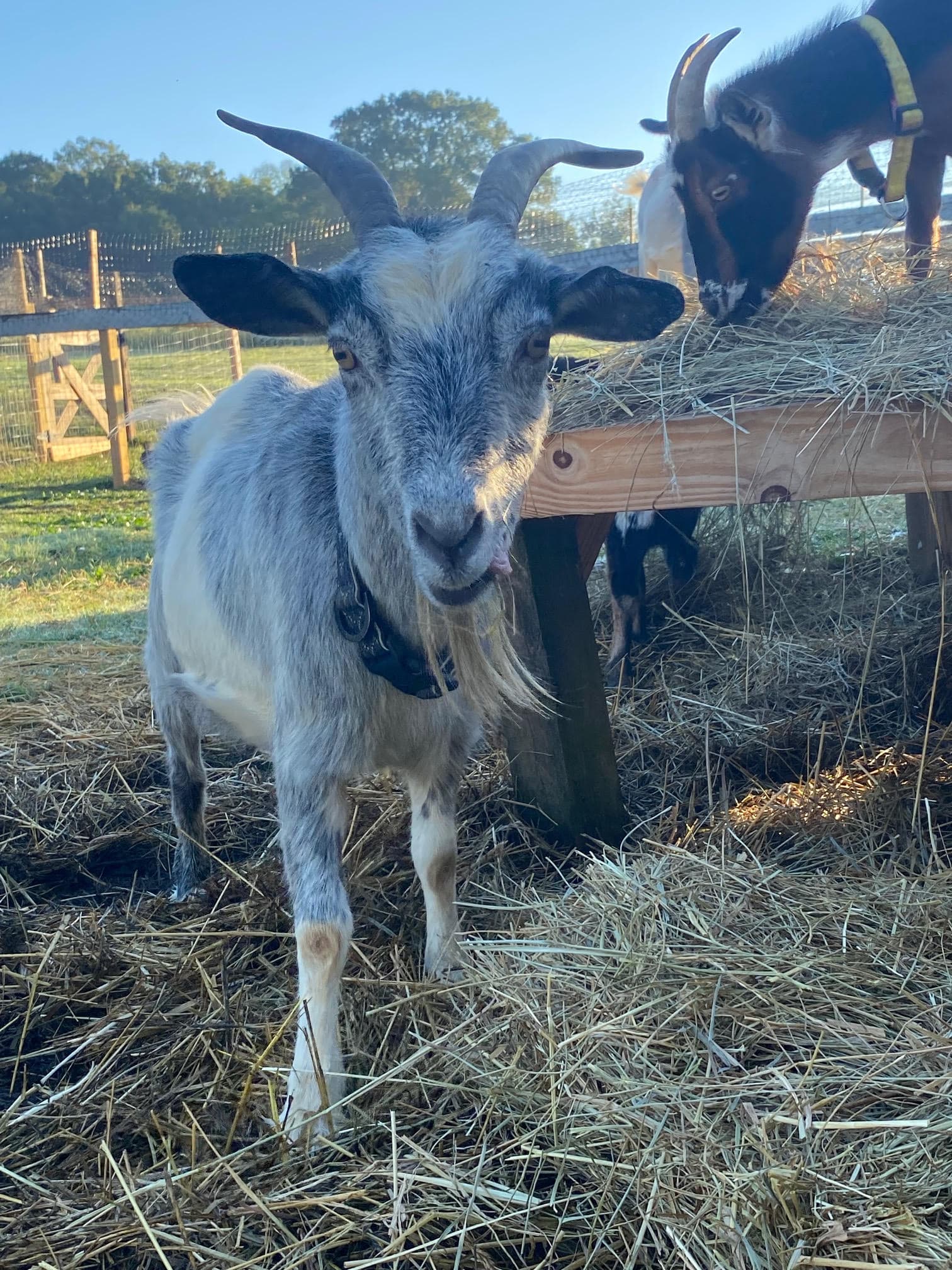 The Incredible Transformation of Senior Rescue Goat, Violet - Great Pet ...