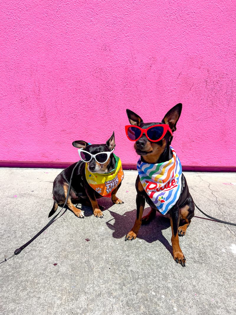 30 Pictures of Dogs Celebrating Pride Month - Great Pet Living