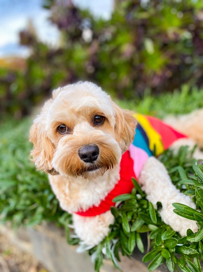30 Pictures of Dogs Celebrating Pride Month - Great Pet Living