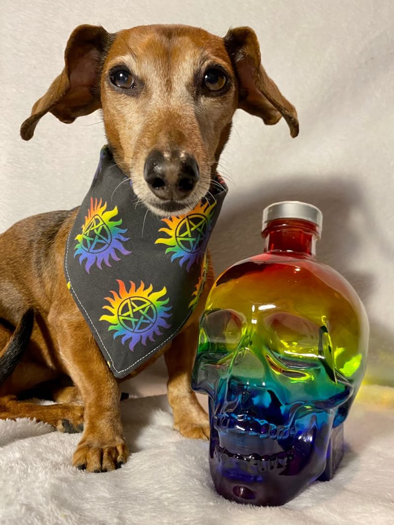 30 Pictures of Dogs Celebrating Pride Month - Great Pet Living