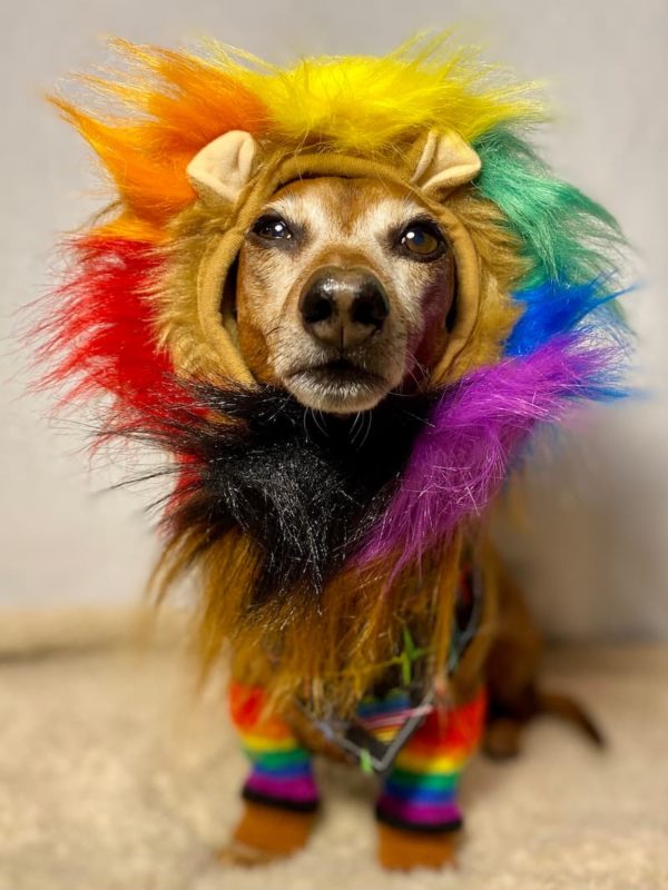 30 Pictures of Dogs Celebrating Pride Month - Great Pet Living