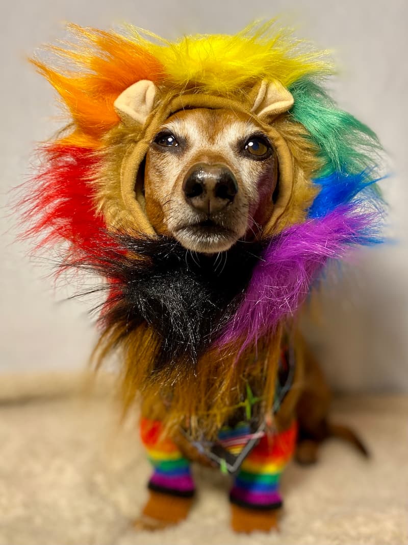 30 Pictures of Dogs Celebrating Pride Month - Great Pet Living