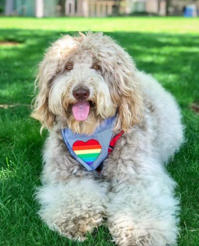 30 Pictures of Dogs Celebrating Pride Month - Great Pet Living