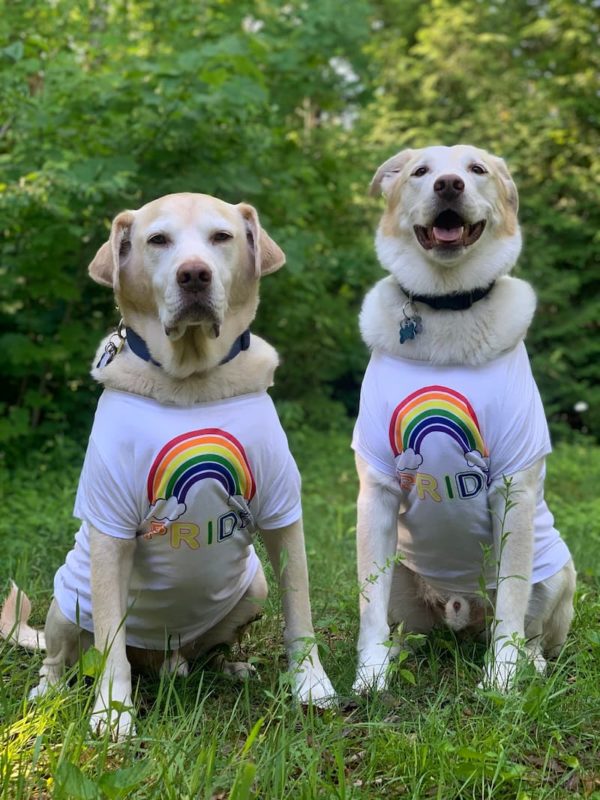 30 Pictures of Dogs Celebrating Pride Month - Great Pet Living