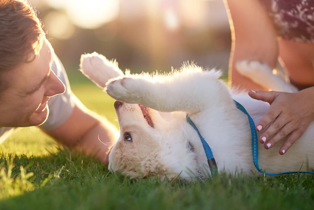 Quiz: What's Your Pet's Love Language? - Great Pet Living