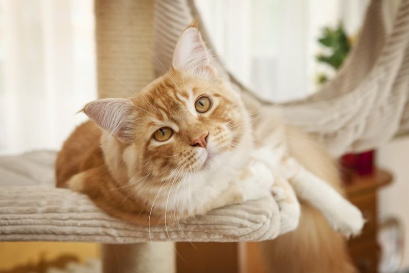 50 Inspirational Cat Quotes to Lift Your Spirit - Great Pet Living