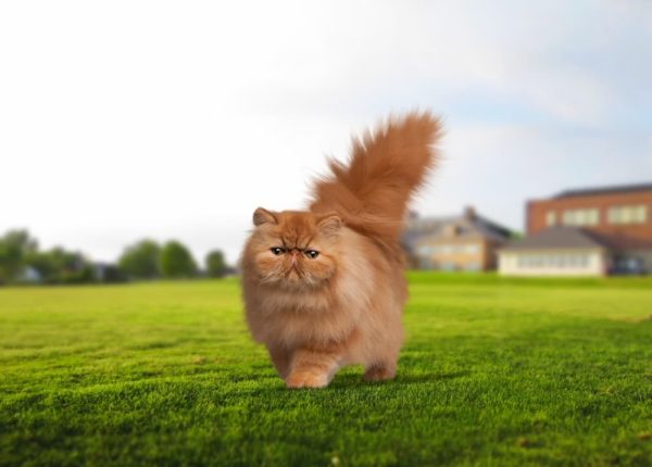 50 Inspirational Cat Quotes to Lift Your Spirit - Great Pet Living