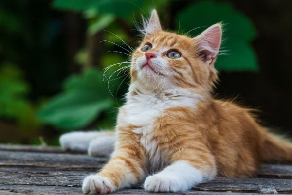 50 Inspirational Cat Quotes to Lift Your Spirit - Great Pet Living