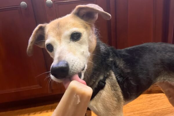 Dog Popsicles: 5 Tasty Recipes to Try at Home - Great Pet Living