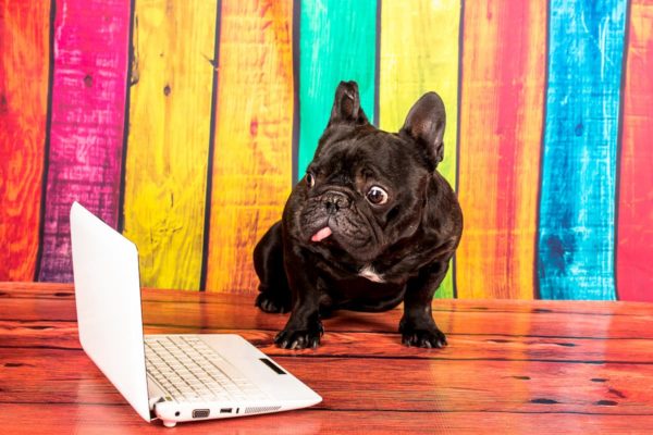 Animated Dog Movies: Our 12 Favorite Characters - Great Pet Living