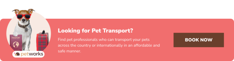 The Best Cat Cafes in Chicago - Great Pet Living