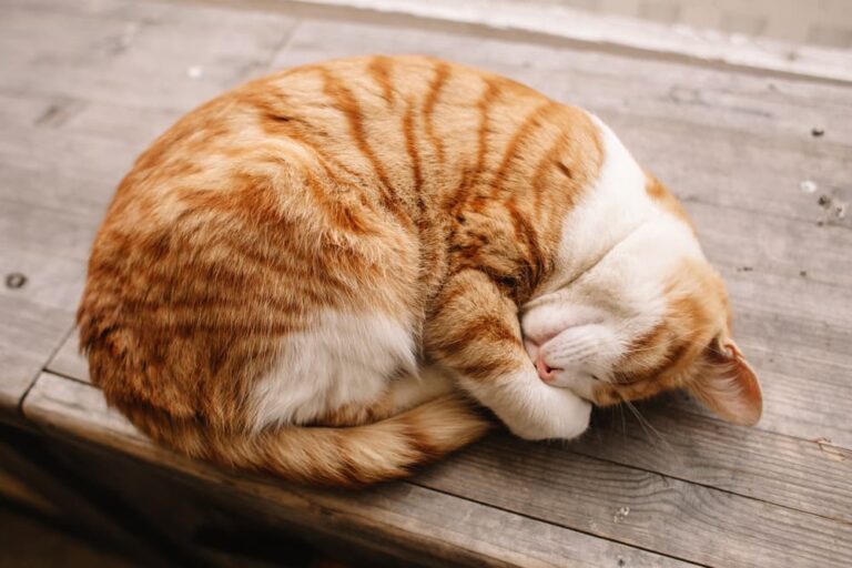 18 Funny Cat Sleeping Positions We Can All Relate To - Great Pet Living