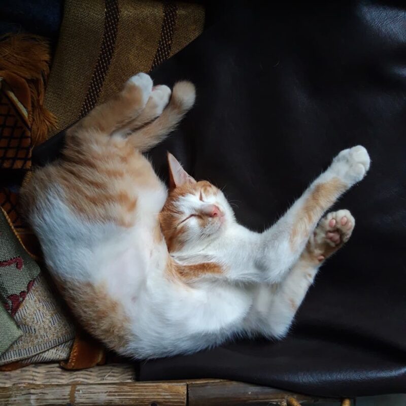 18 Funny Cat Sleeping Positions We Can All Relate To - Great Pet Living