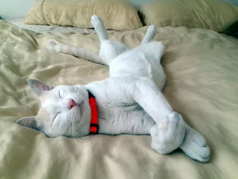 18 Funny Cat Sleeping Positions We Can All Relate To - Great Pet Living
