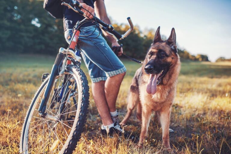 36 Dog Loyalty Quotes for Faithful Companions - Great Pet Living