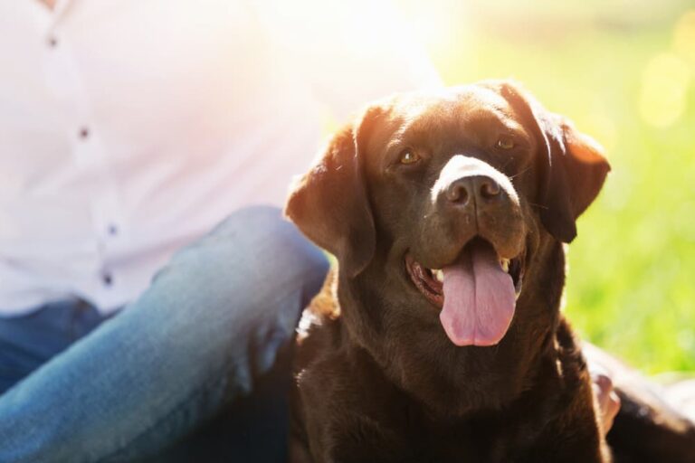 36 Dog Loyalty Quotes for Faithful Companions - Great Pet Living