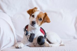 35 Songs About Dogs We Can’t Stop Singing - Great Pet Living