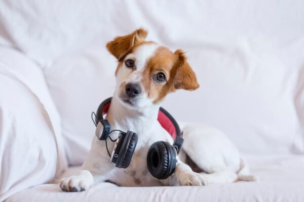 35 Songs About Dogs We Can’t Stop Singing - Great Pet Living