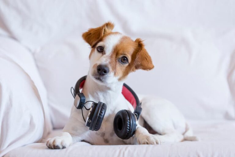 35 Songs About Dogs We Can’t Stop Singing - Great Pet Living