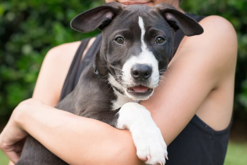 Foster Puppies 101: A How-To Guide for Foster Parents - Great Pet Living