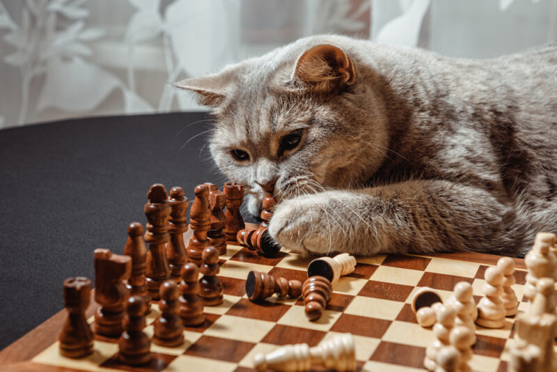 Why Do Cats Knock Things Over - Great Pet Living