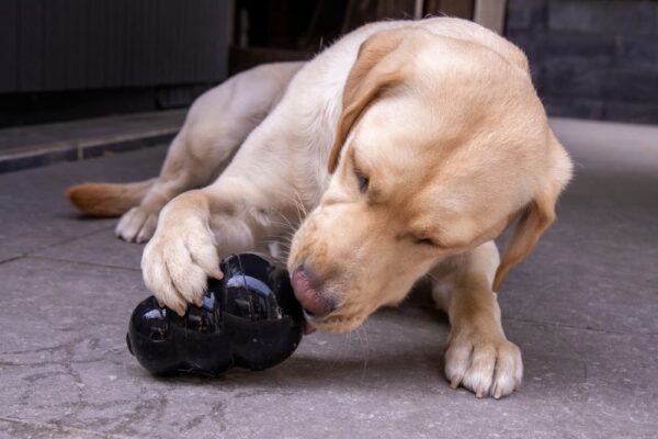Dog Popsicles: 5 Tasty Recipes to Try at Home - Great Pet Living