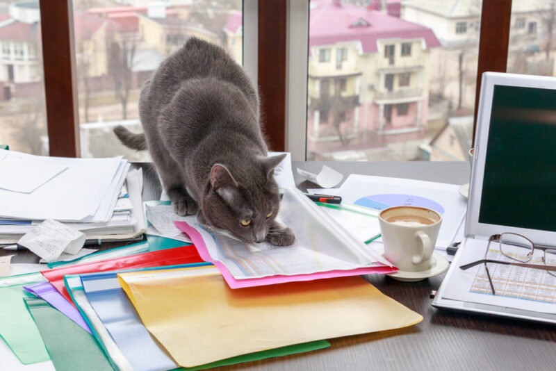 Why Do Cats Knock Things Over - Great Pet Living