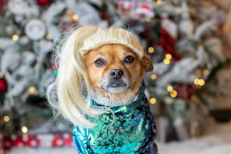 20 Hilarious Dogs in Wigs That Make Us Lose It - Great Pet Living
