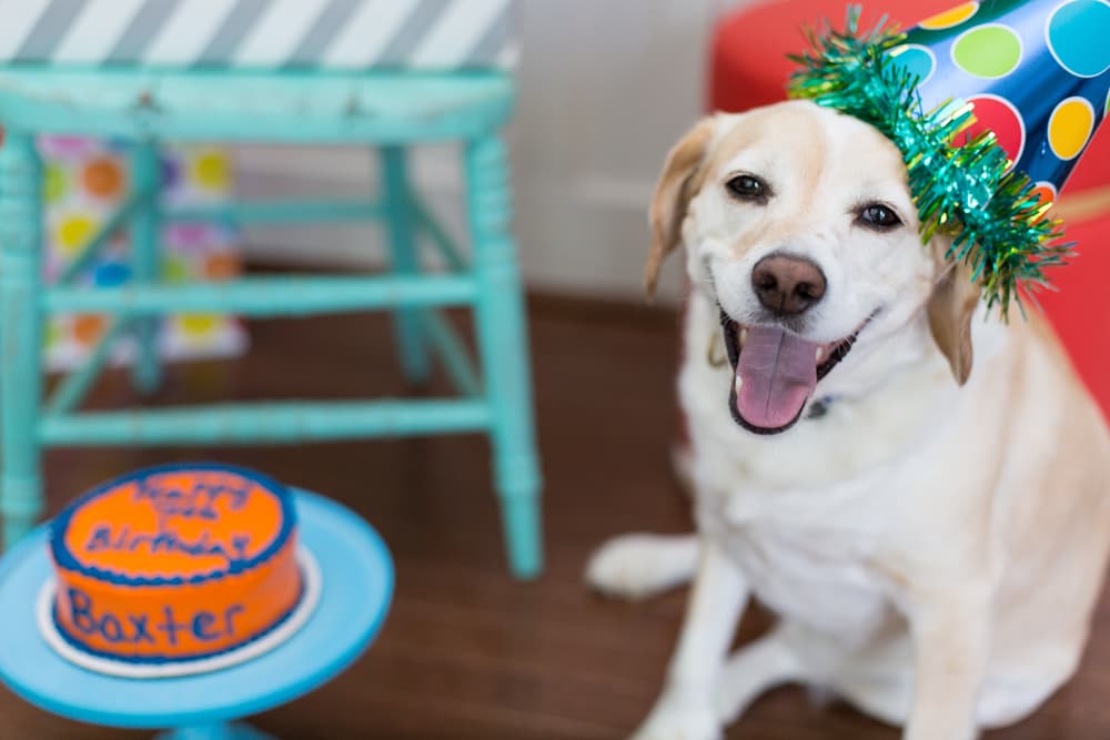Dog Birthday Party: How to Throw the Ultimate Bash - Great Pet Living