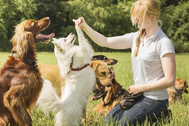 24 Best Dog Training Quotes to Inspire Progress - Great Pet Living