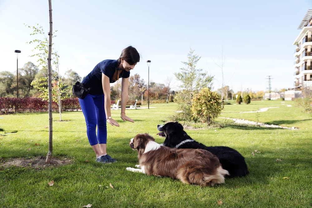 24 Best Dog Training Quotes to Inspire Progress - Great Pet Living