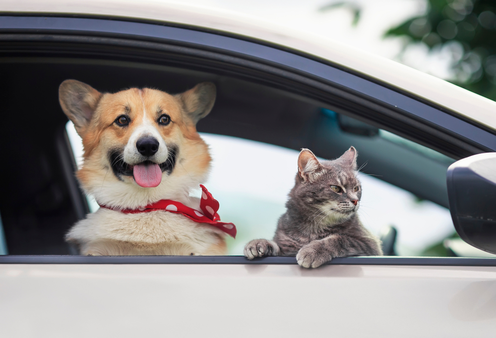 Proven Travel Tips for a Pet-Friendly Vacation - Great Pet Living